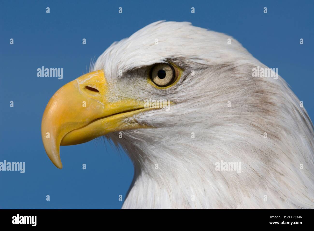 Bald Eagle; Alaska; Kenai Peninsula; Wildlife; Birds; Bird of Prey ...
