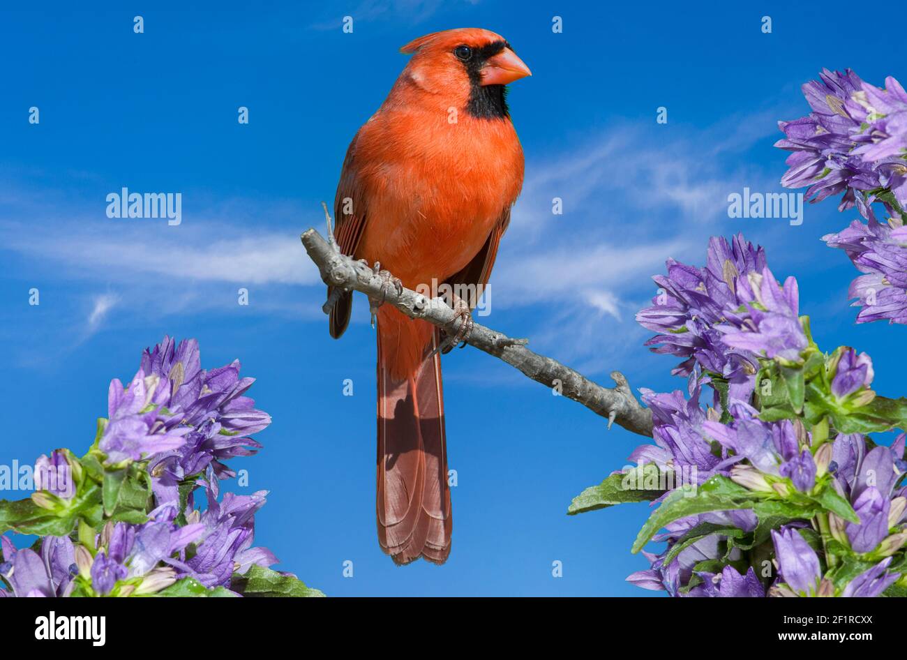 Male cardinal birds hi-res stock photography and images - Alamy