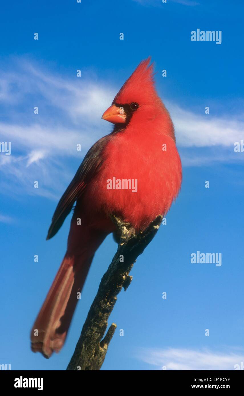 Desert cardinal hi-res stock photography and images - Alamy
