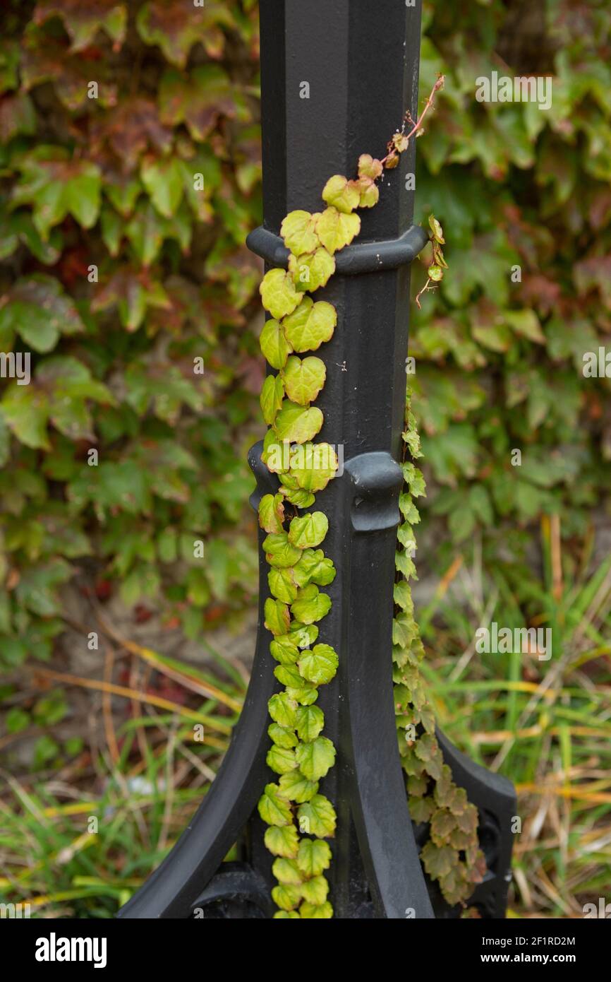 Green Ivy Climbing a Lamp Post on a cool fall day Stock Photo - Alamy