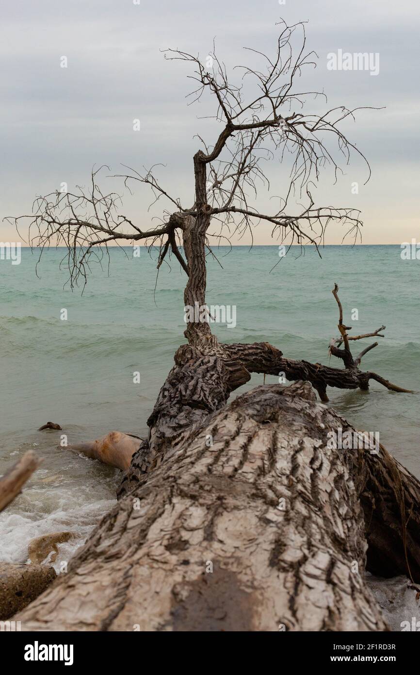 Dead tree fallen lake hi-res stock photography and images - Alamy