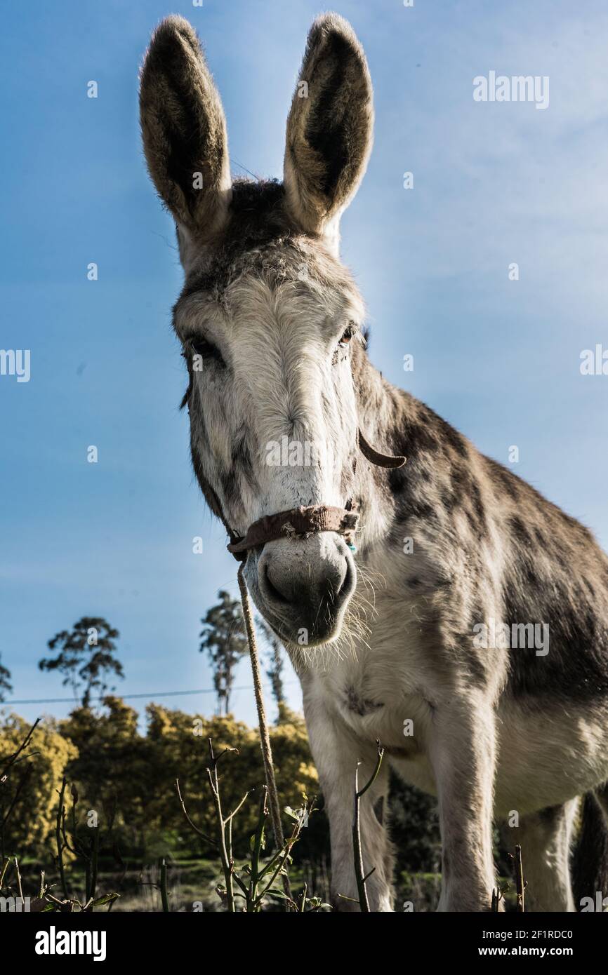 A vertical shot of a beautiful white and gray donkey grazing in the ...