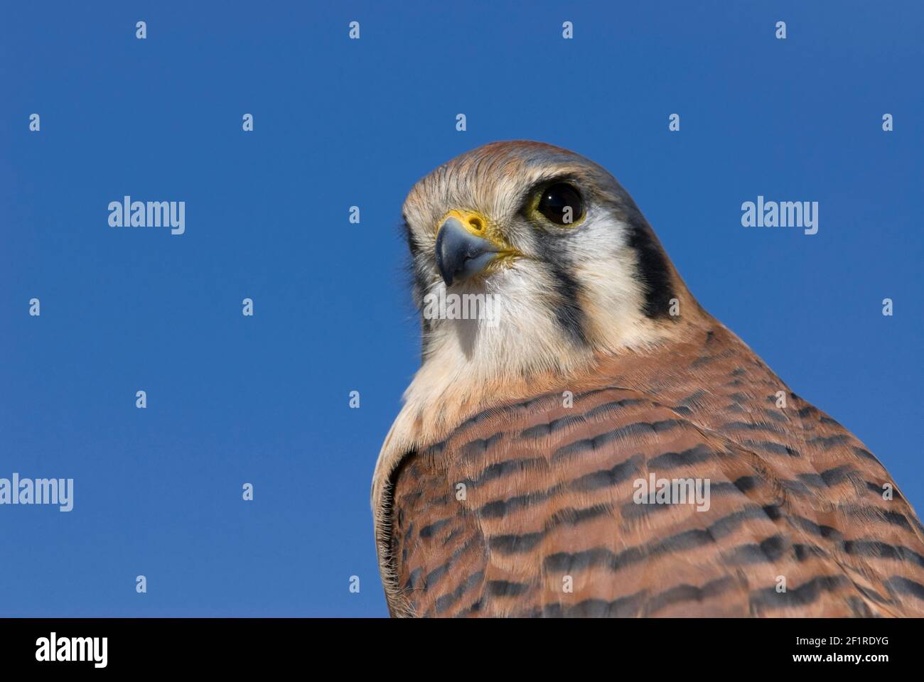 North American Birds Of Prey Hawks