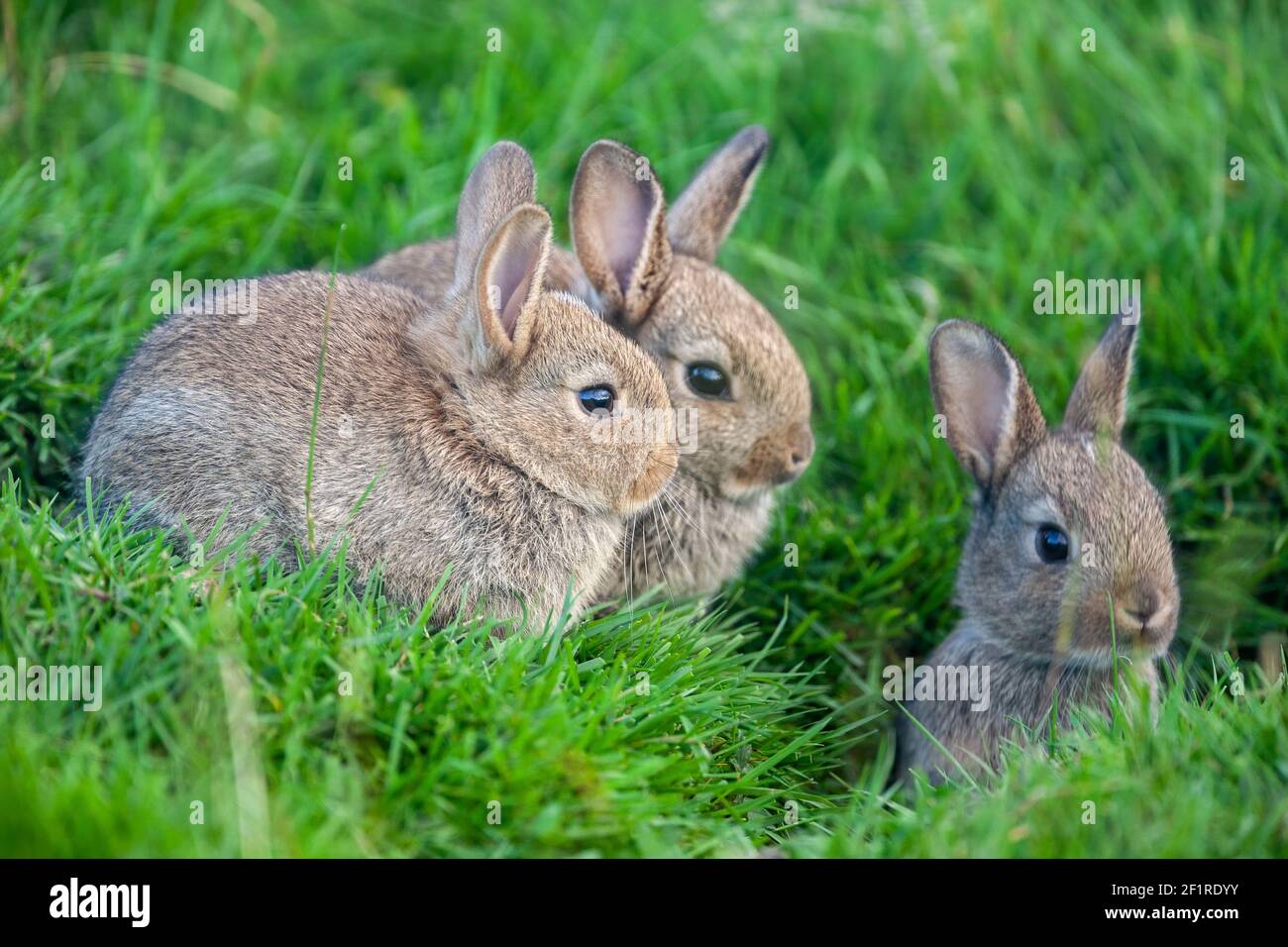 Young rabbits (Oryctolagus cuniculus), UK Stock Photo - Alamy