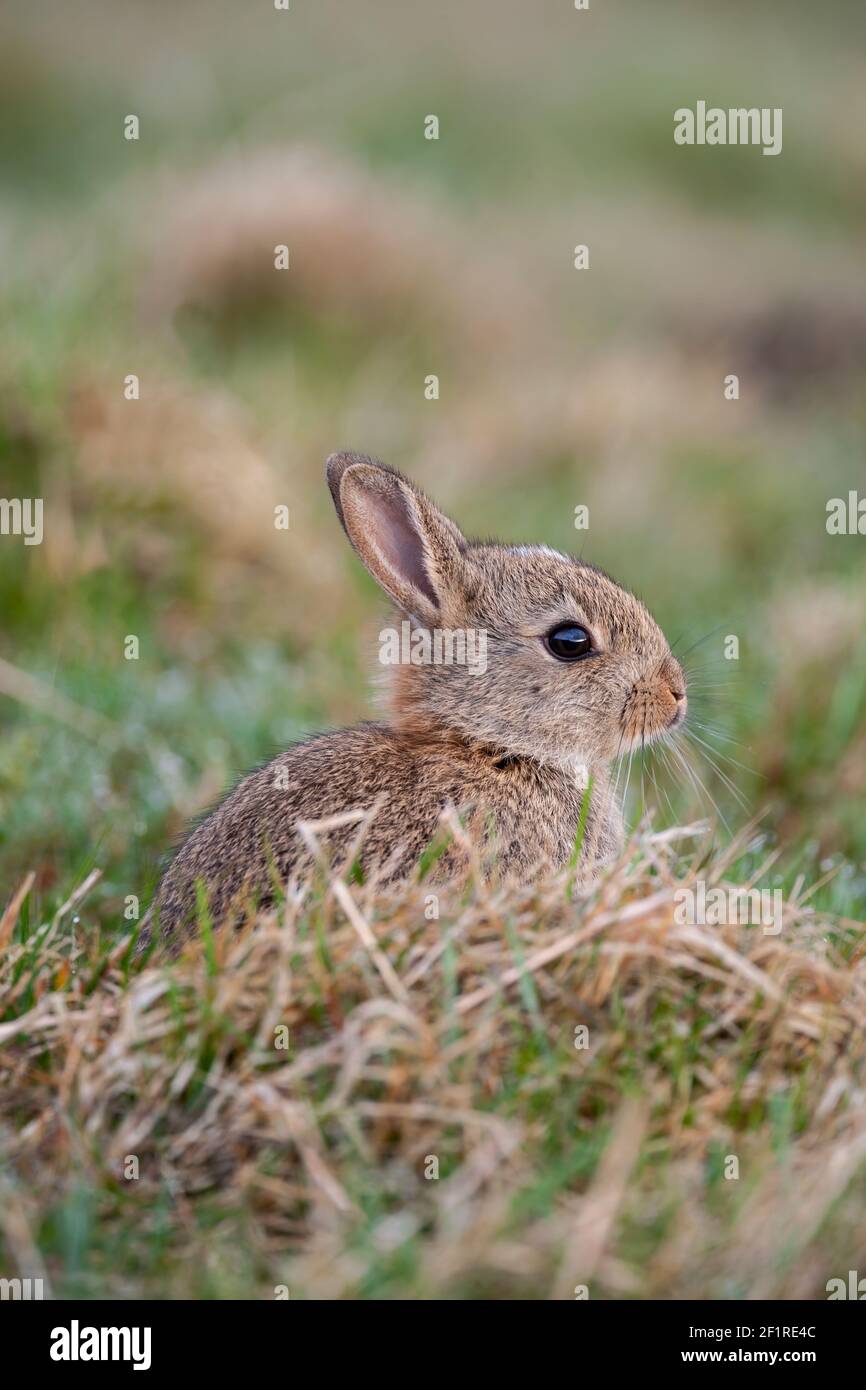 Young rabbit (Oryctolagus cuniculus), UK Stock Photo - Alamy