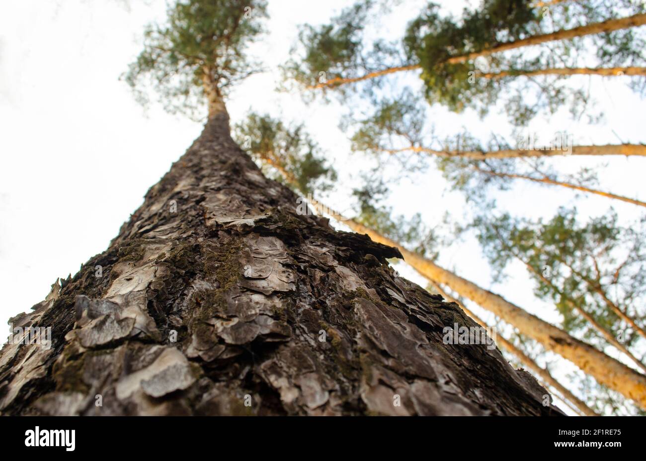 Spring in a pine forest. View of the tops of the pine trees in the ...