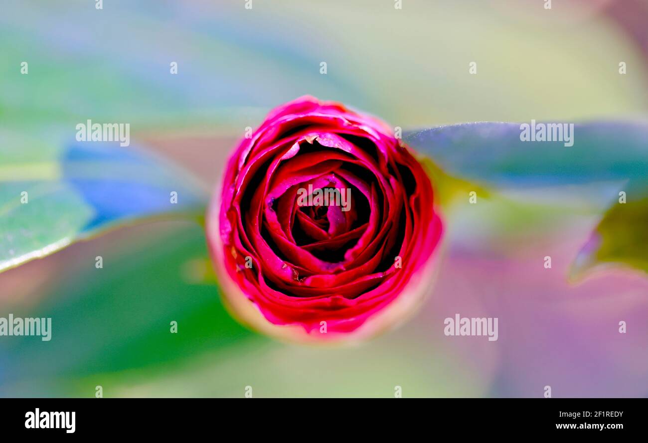 Red camellia flower hi-res stock photography and images - Alamy