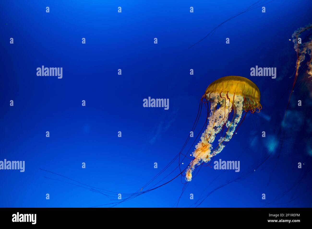 Box jellyfish hi-res stock photography and images - Alamy