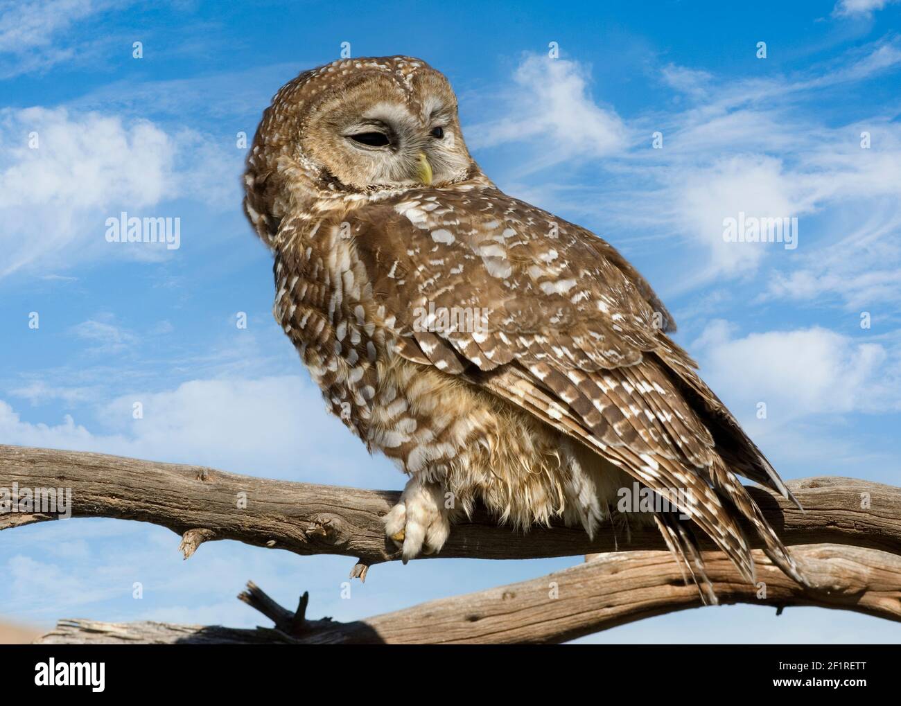 Spotted Owl Mexican; New Mexico; San Juan Mountains; Wildlife; Birds ...