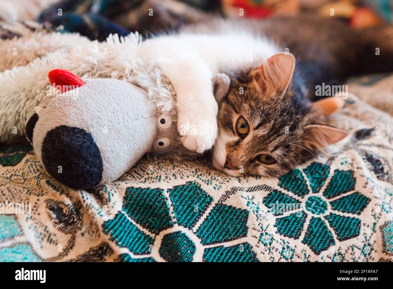 Girl hug cat plush hi-res stock photography and images - Alamy