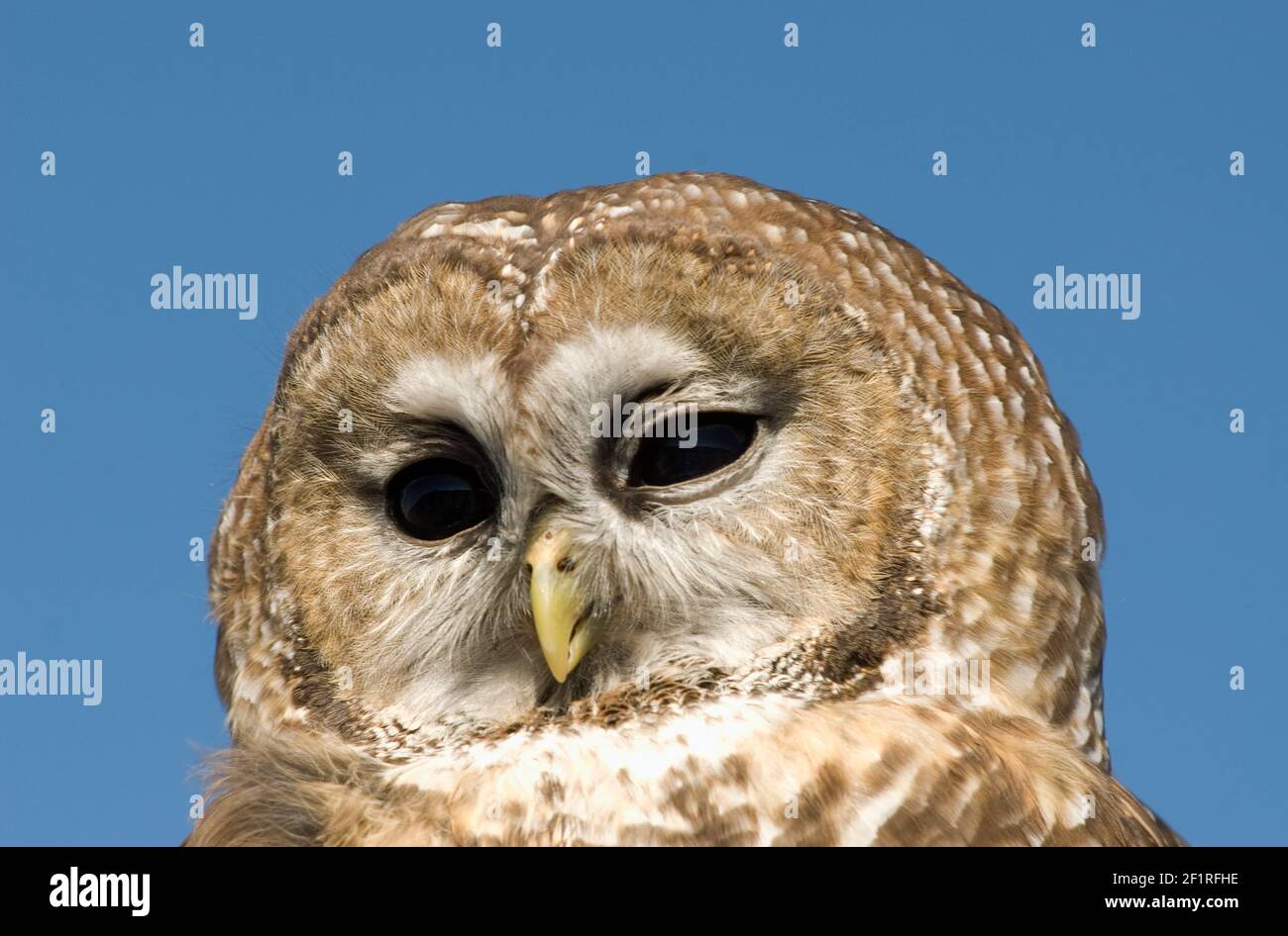 Mexican wildlife hi-res stock photography and images - Alamy