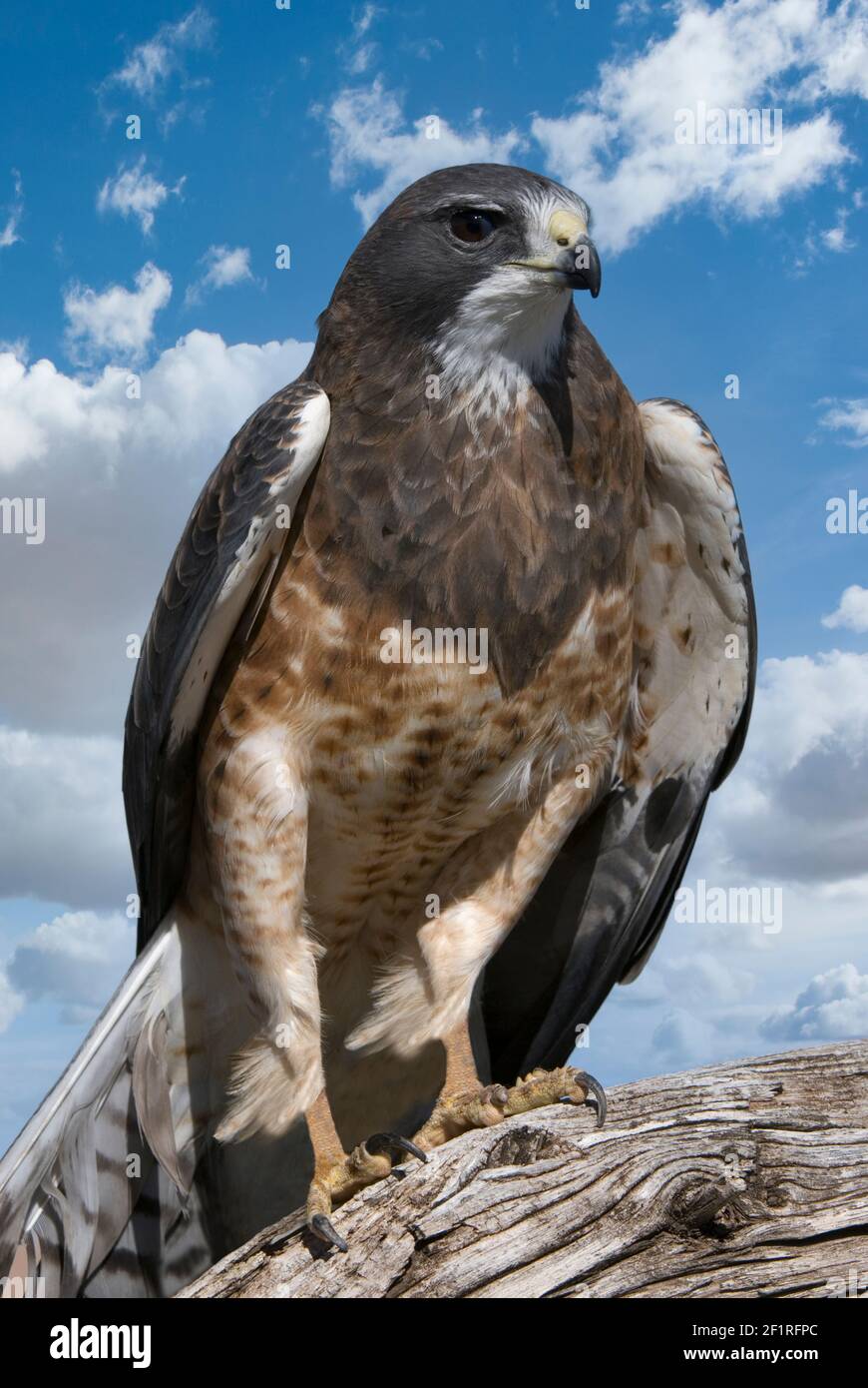 Swainson's Hawk; New Mexico; San Juan Mountains; Wildlife; Birds; Birds ...