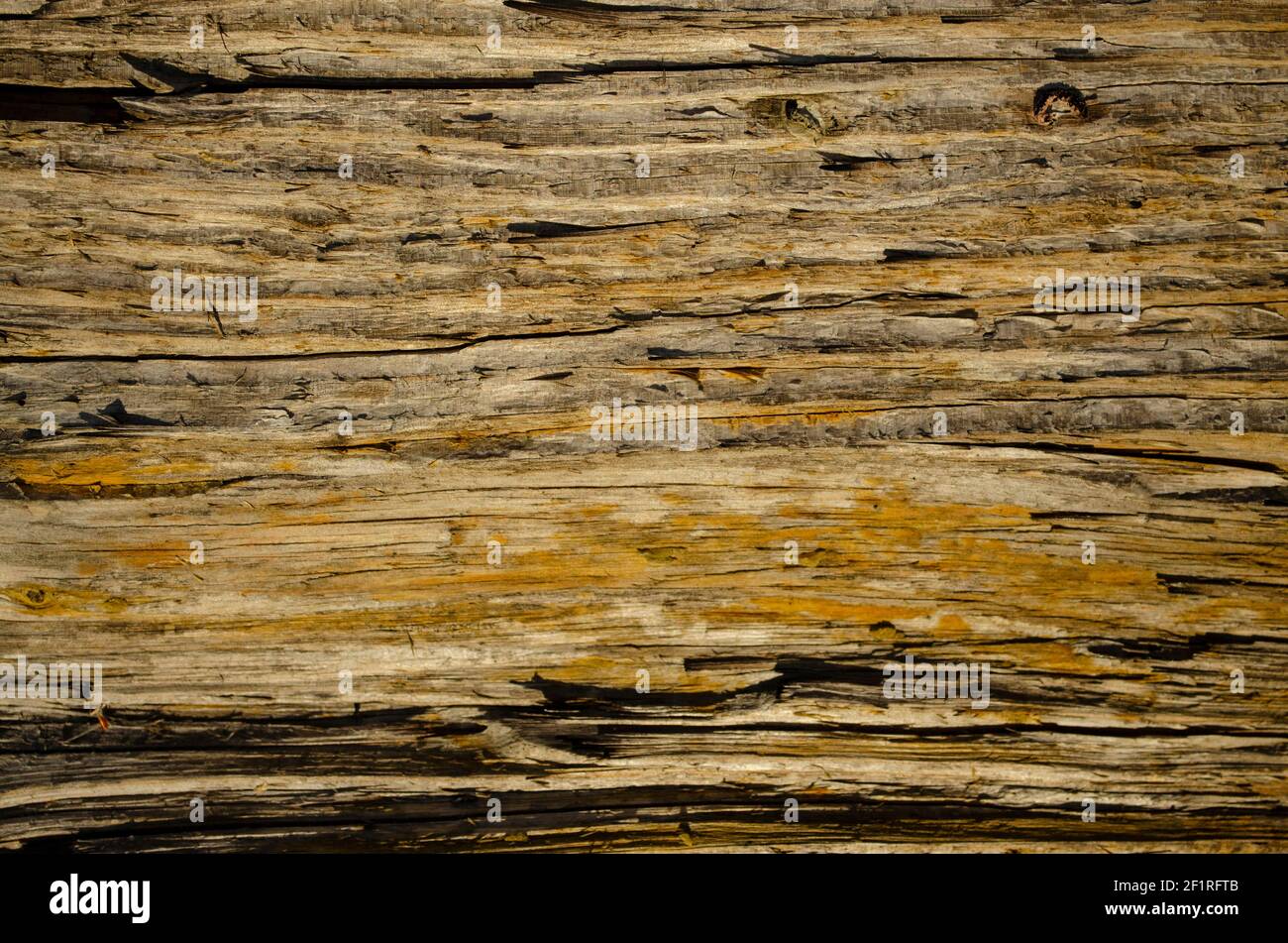 Close-Up of rotting wood, texture of the old spoiled wood damaged ...