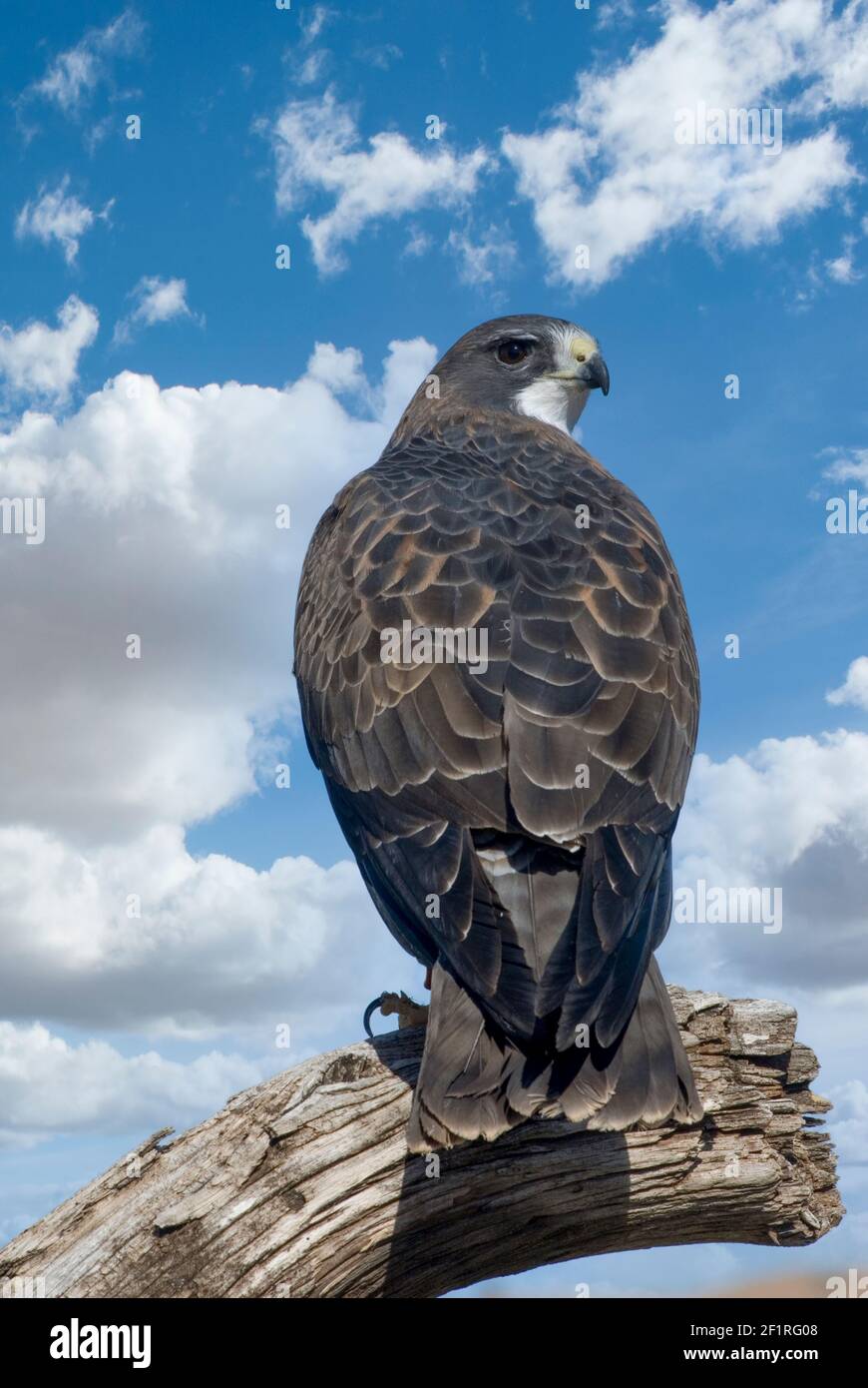 New mexico birds hi-res stock photography and images - Alamy