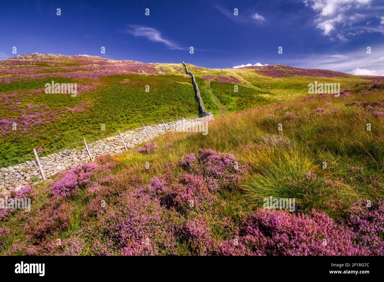 Heather beck hi-res stock photography and images - Alamy