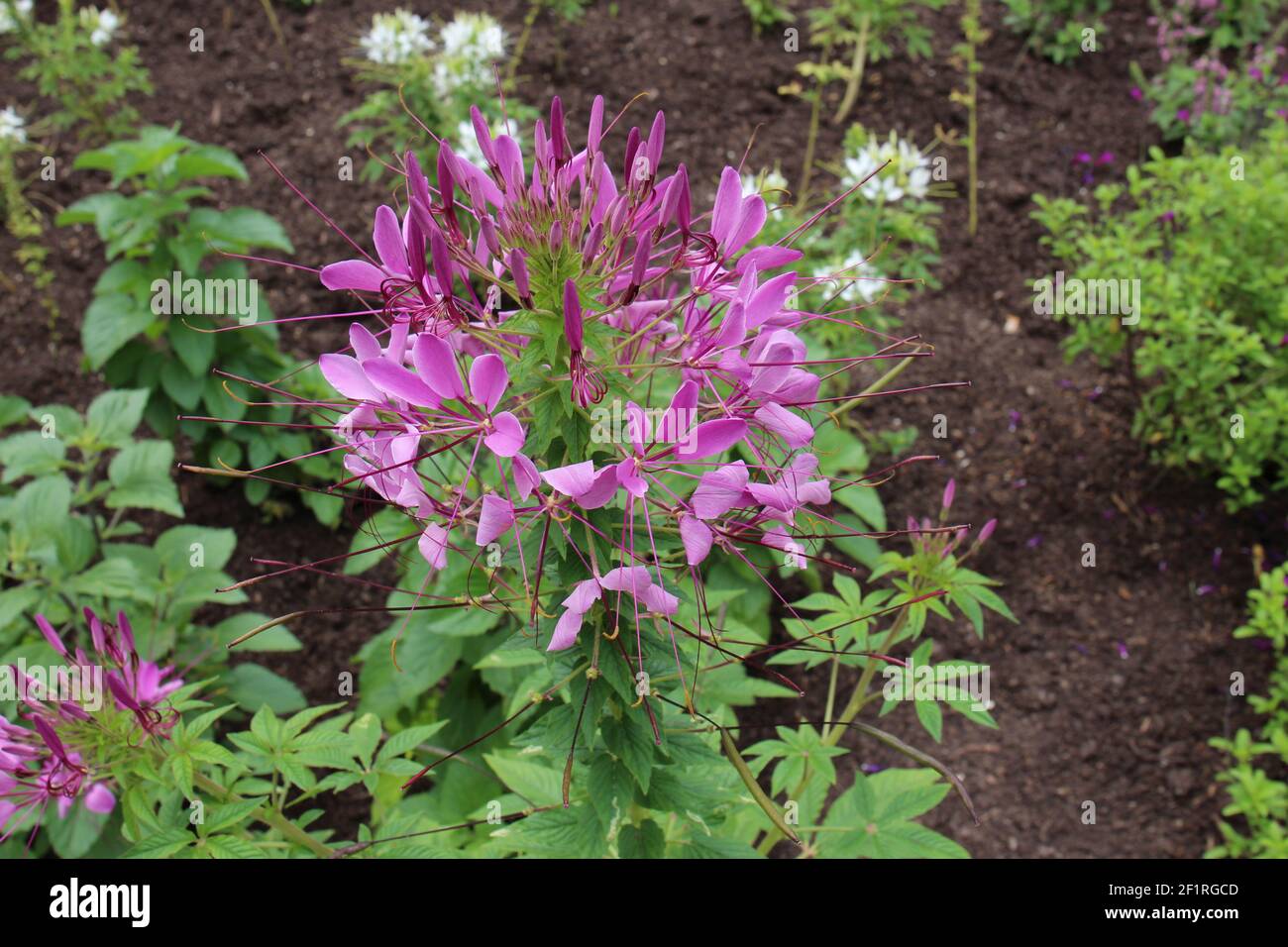 Pink flowers on a Cleome spinosa plant in a garden in Wisconsin, USA ...