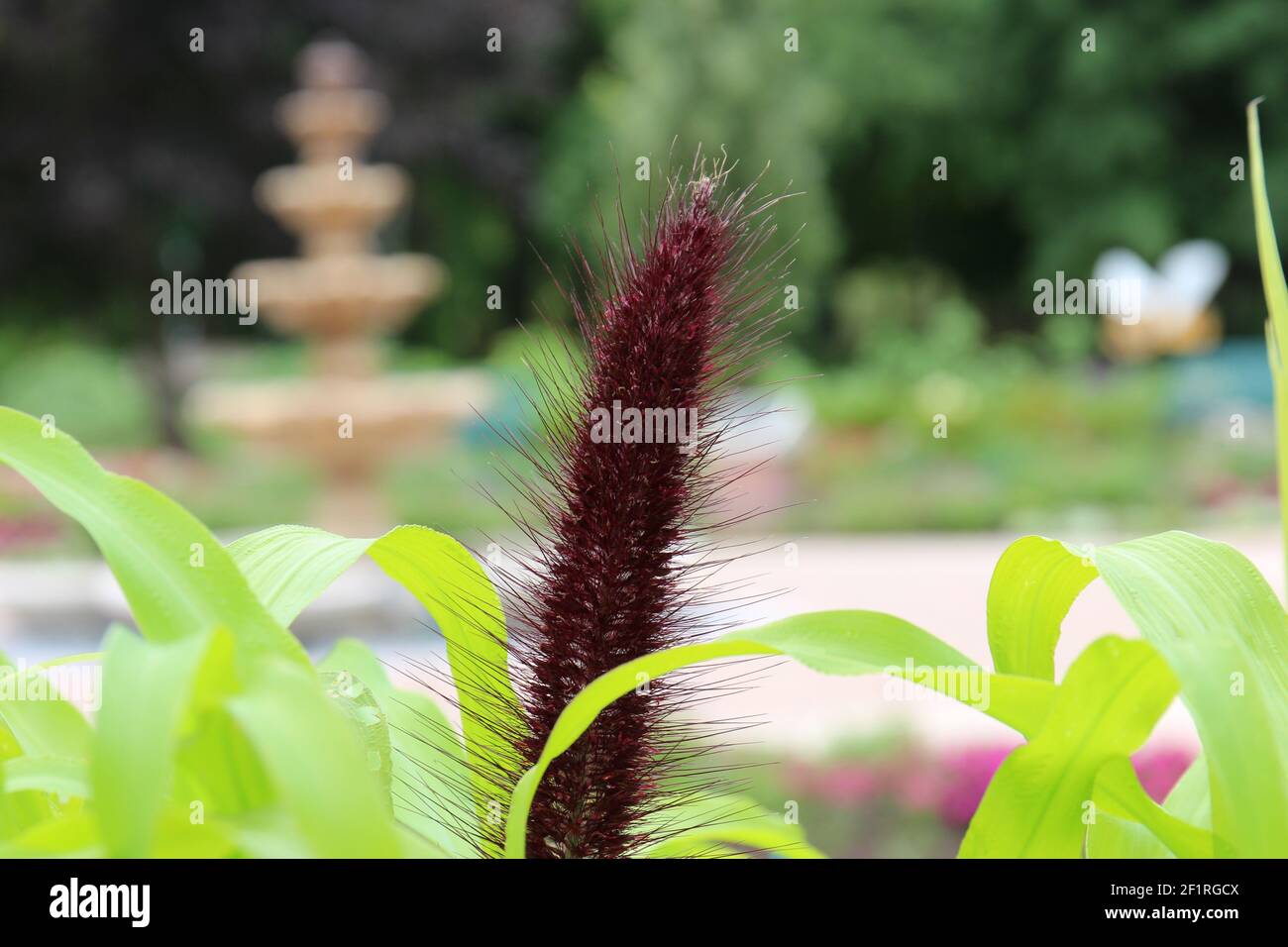 Ornamental millet hi-res stock photography and images - Alamy