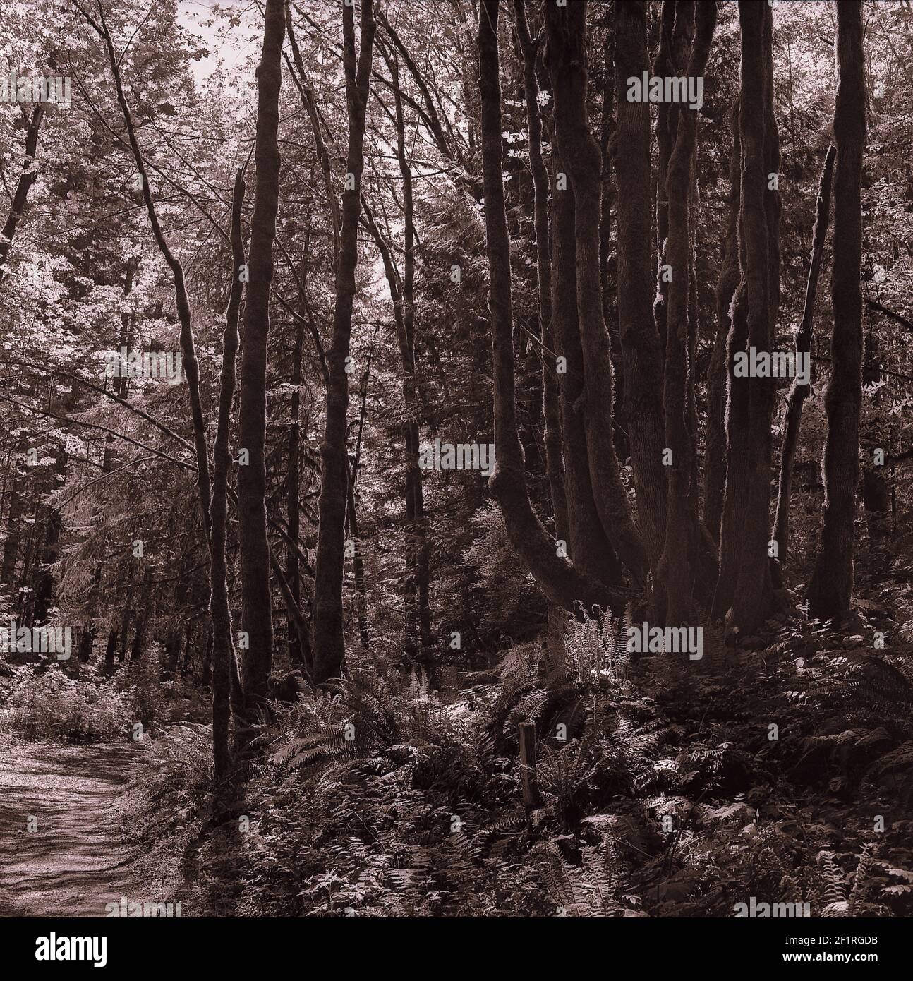 Tall moss-covered trees surrounded by path, foliage and forest floor ...