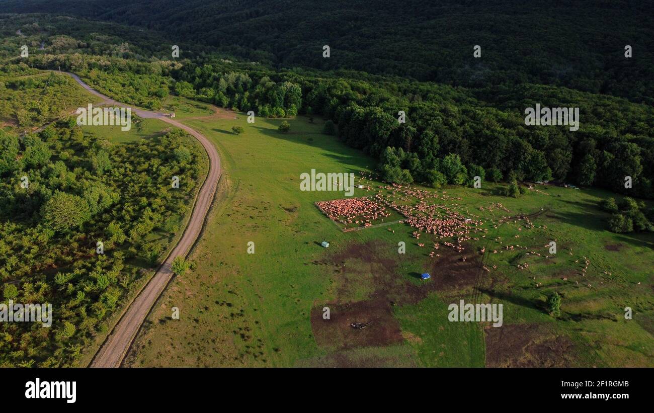 An aerial view of sheep on the hills in sunlight after a storm Stock ...