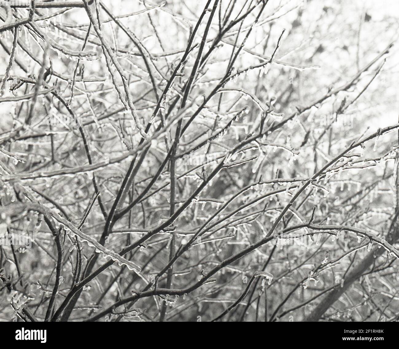 Barren tree branches hi-res stock photography and images - Alamy