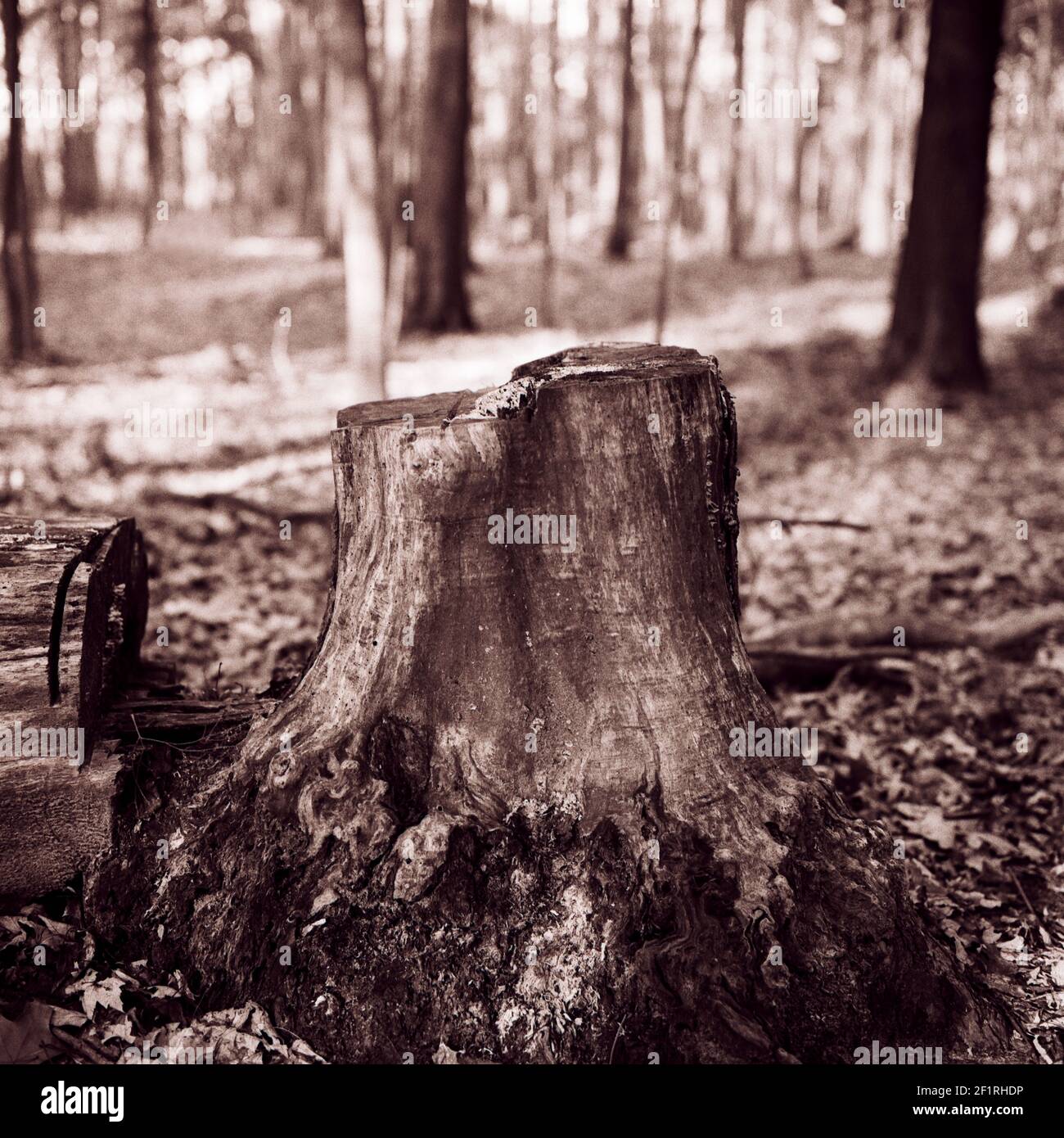 tree stump covered with lichen, path and trees in background Stock ...