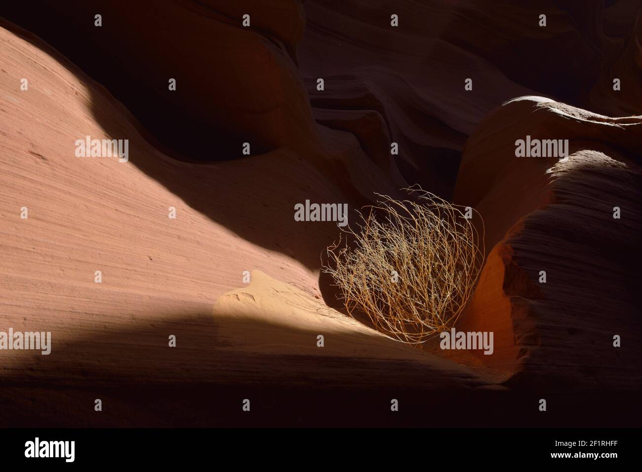 Tumbleweed sitting on eroded sandstone, Lower Antelope Canyon ...