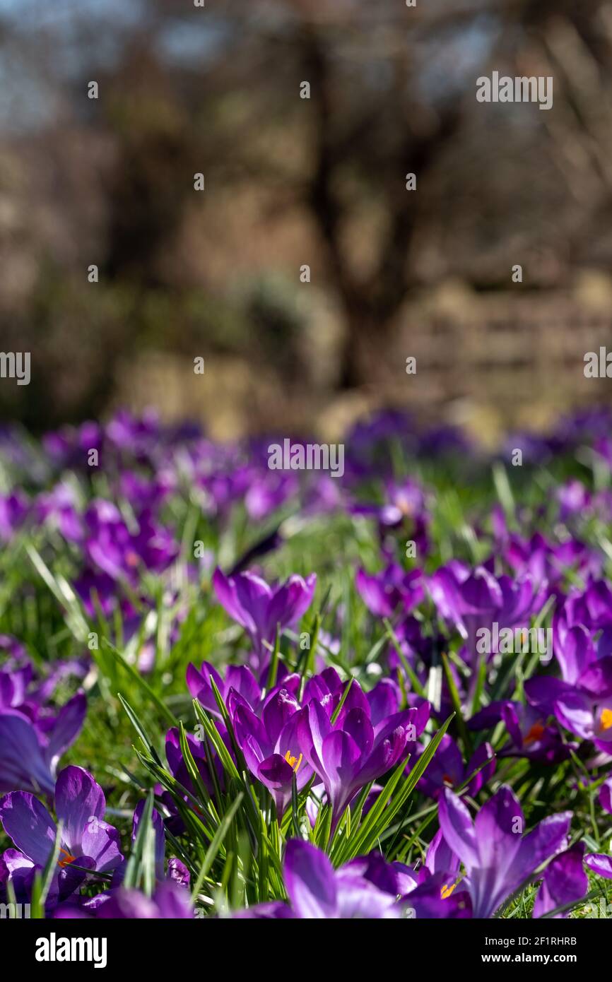 Colourful crocuses catching sunlight in the grass. Photographed in ...