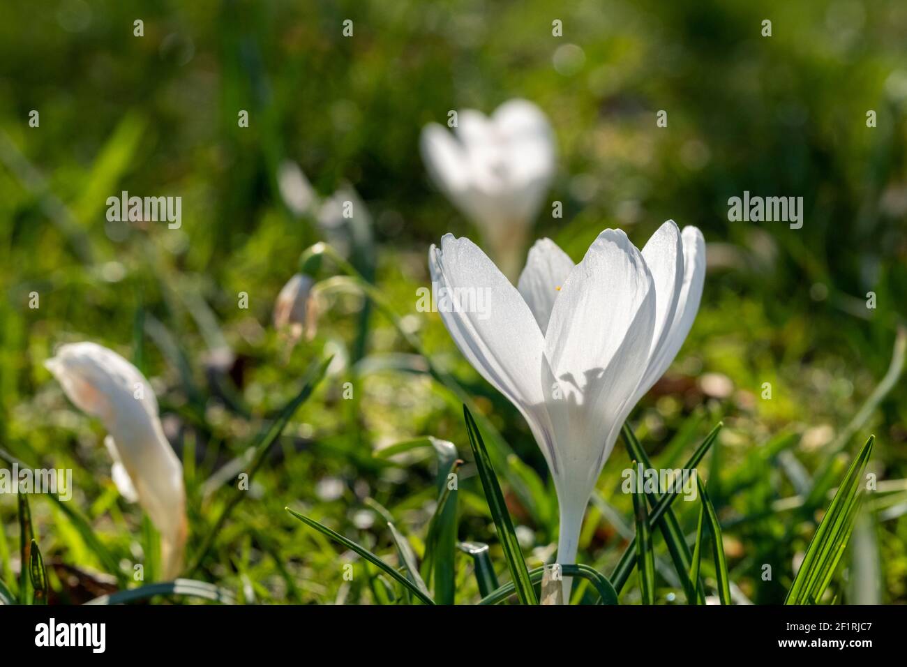 Colourful crocuses catching sunlight in the grass. Photographed in ...