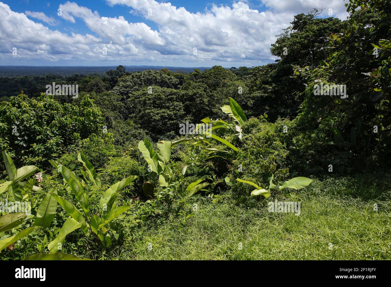 Lowland rainforest ecosystem hi-res stock photography and images - Alamy