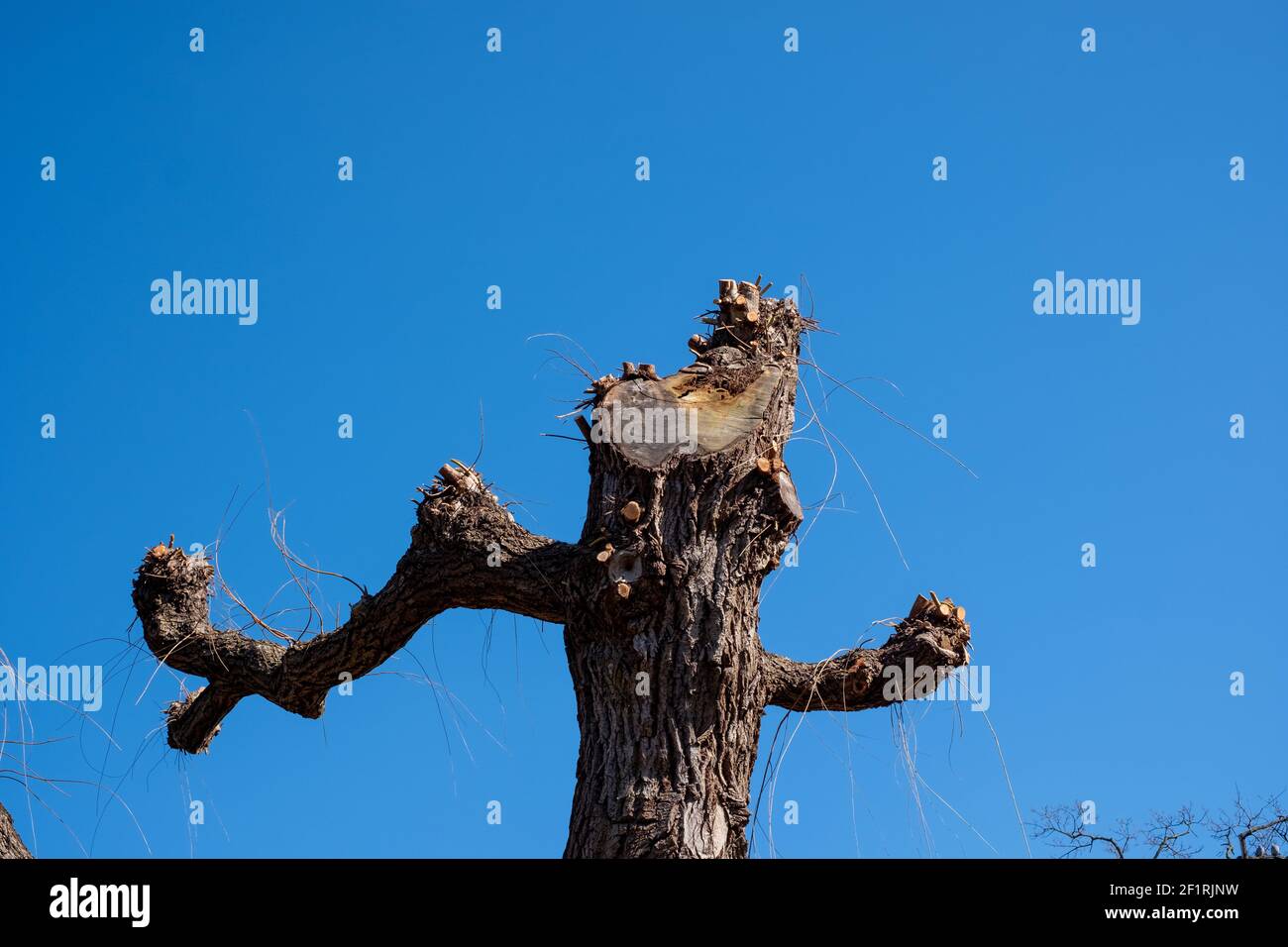 Running like tree hi-res stock photography and images - Alamy
