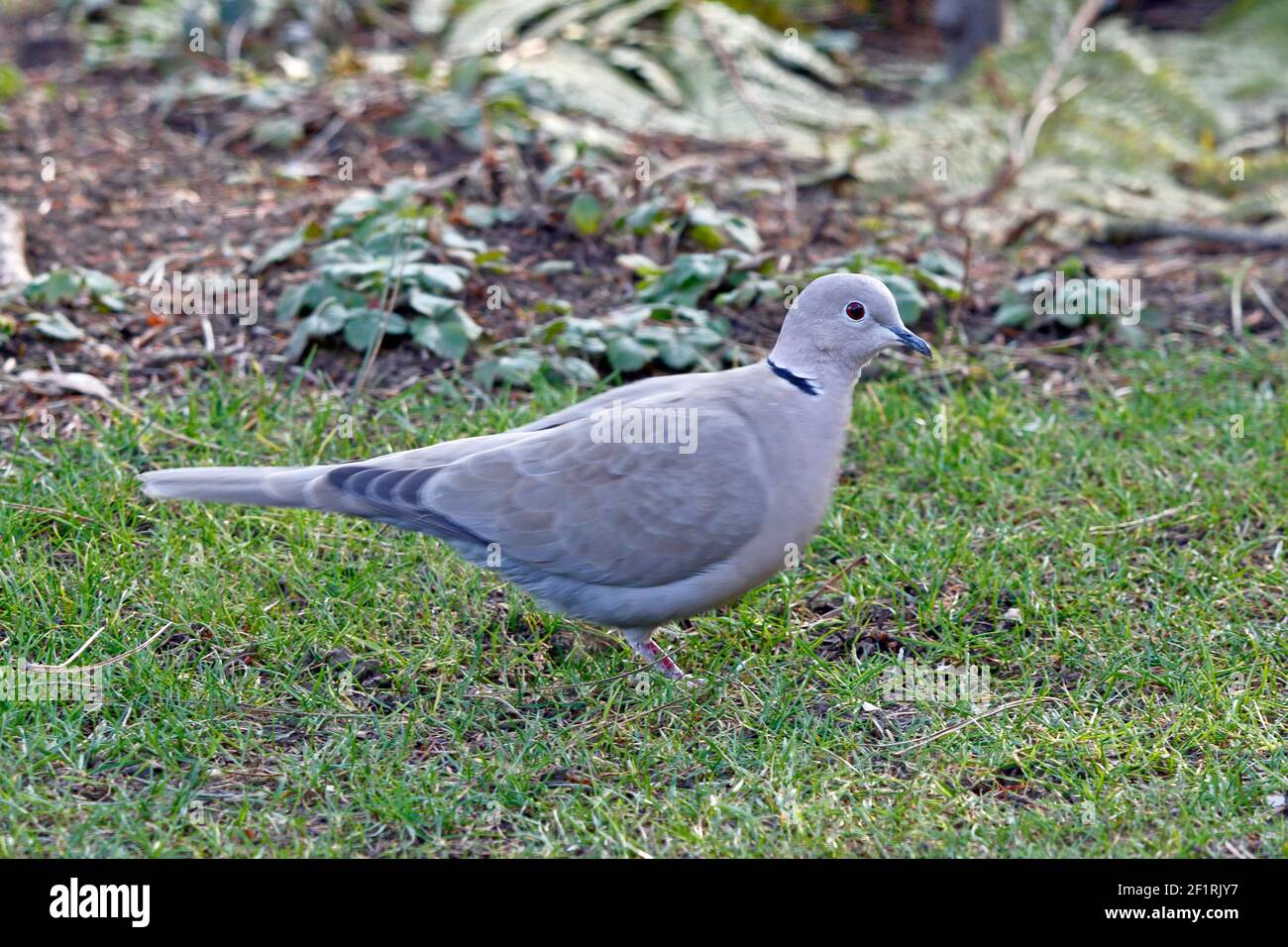 A Turkish Dove on the grass seeking seeds Stock Photo - Alamy