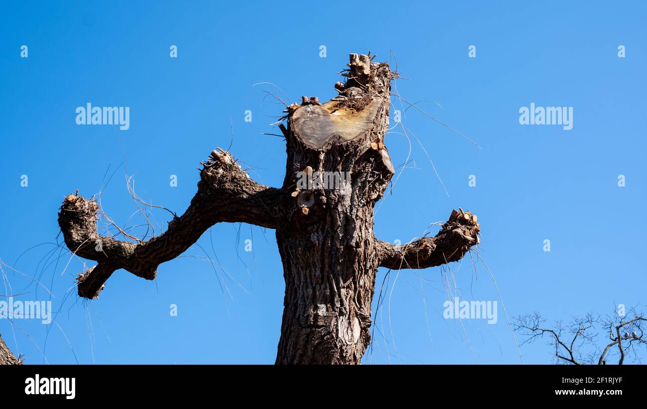 Tree in winter, looks like man running Stock Photo - Alamy