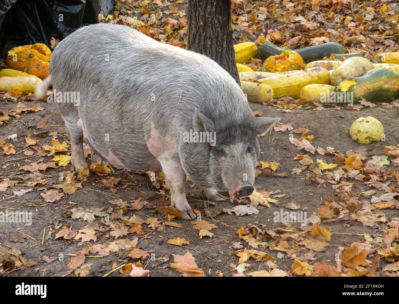 Big fat gray pig in autumn nature with fallen leaves. Pumpkins in the ...