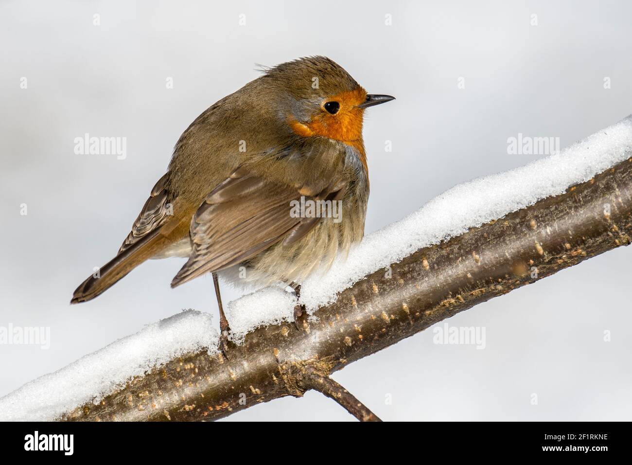 Bird fluffed up cold hi-res stock photography and images - Alamy