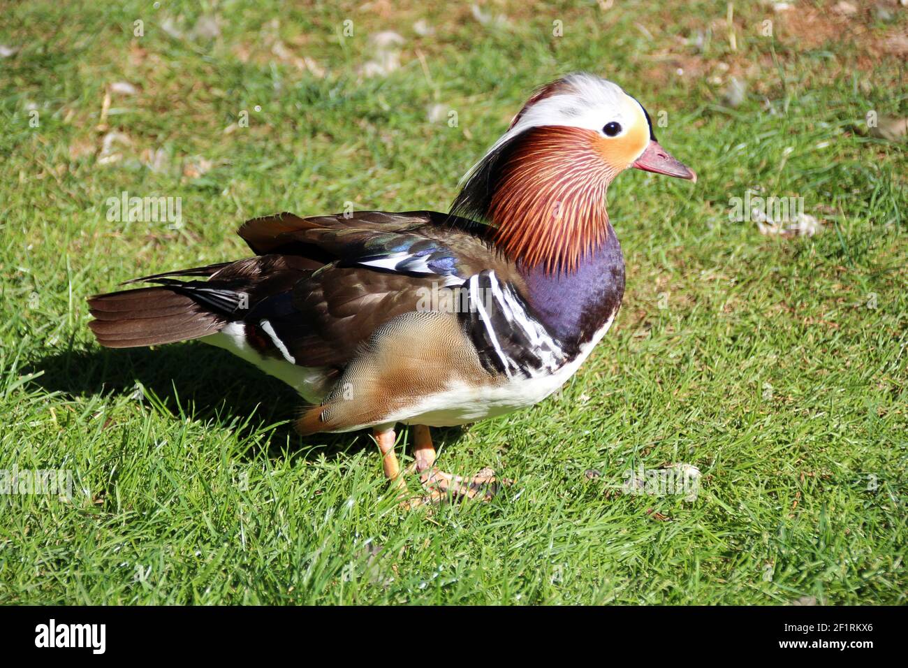 duck in a zoo in france Stock Photo - Alamy