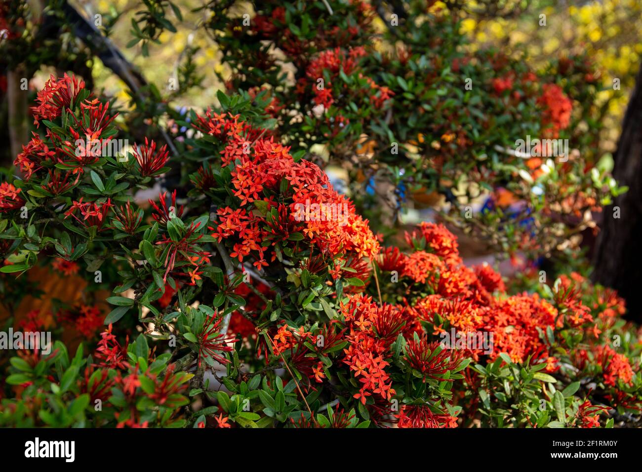 Ixora flowers plant hi-res stock photography and images - Alamy