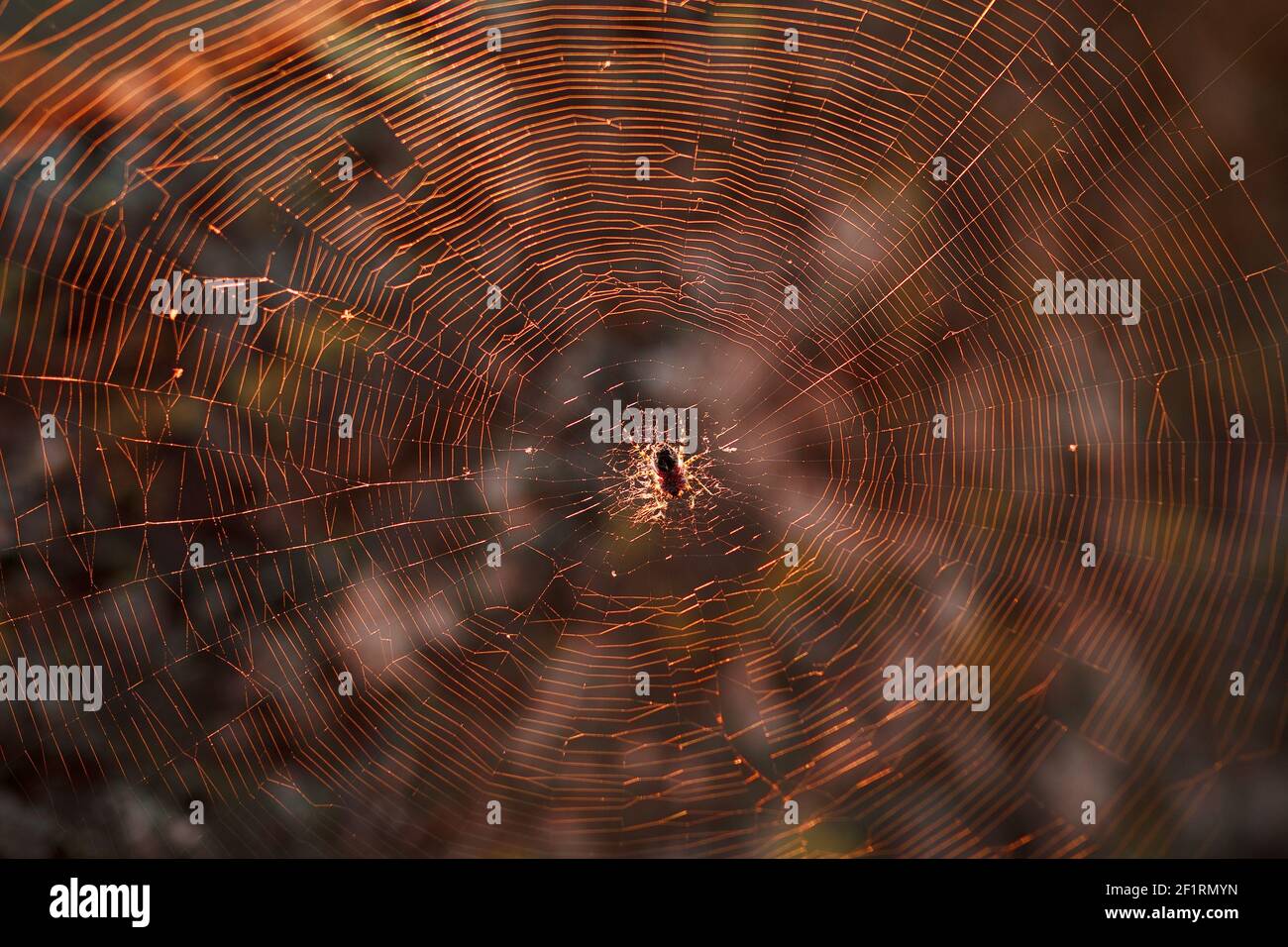 A large brown weaver spider in its web hunts its prey. Predatory ...