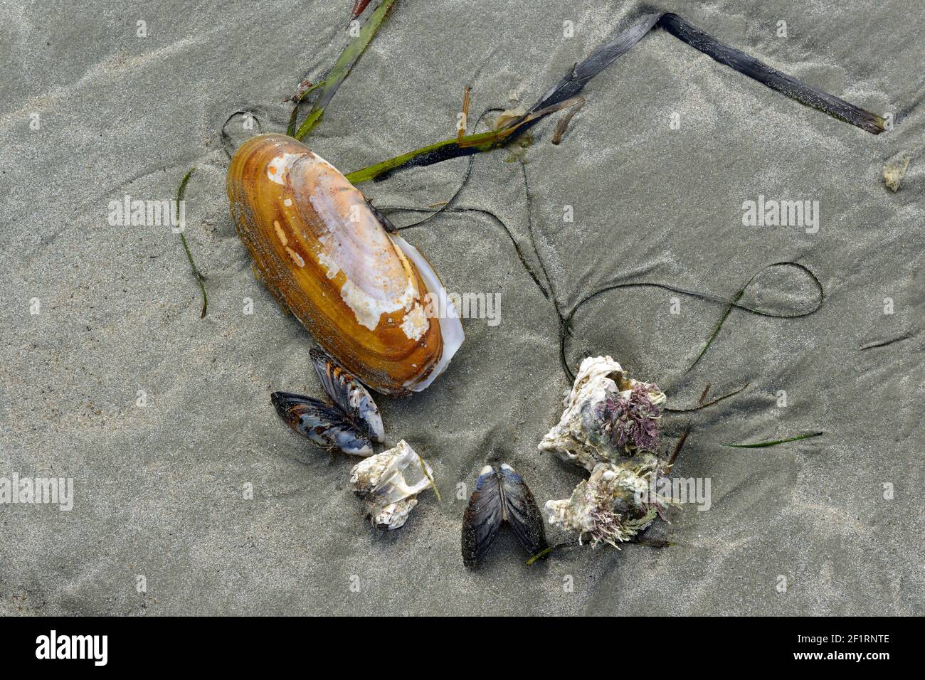 Bivalve barnacles hi-res stock photography and images - Alamy