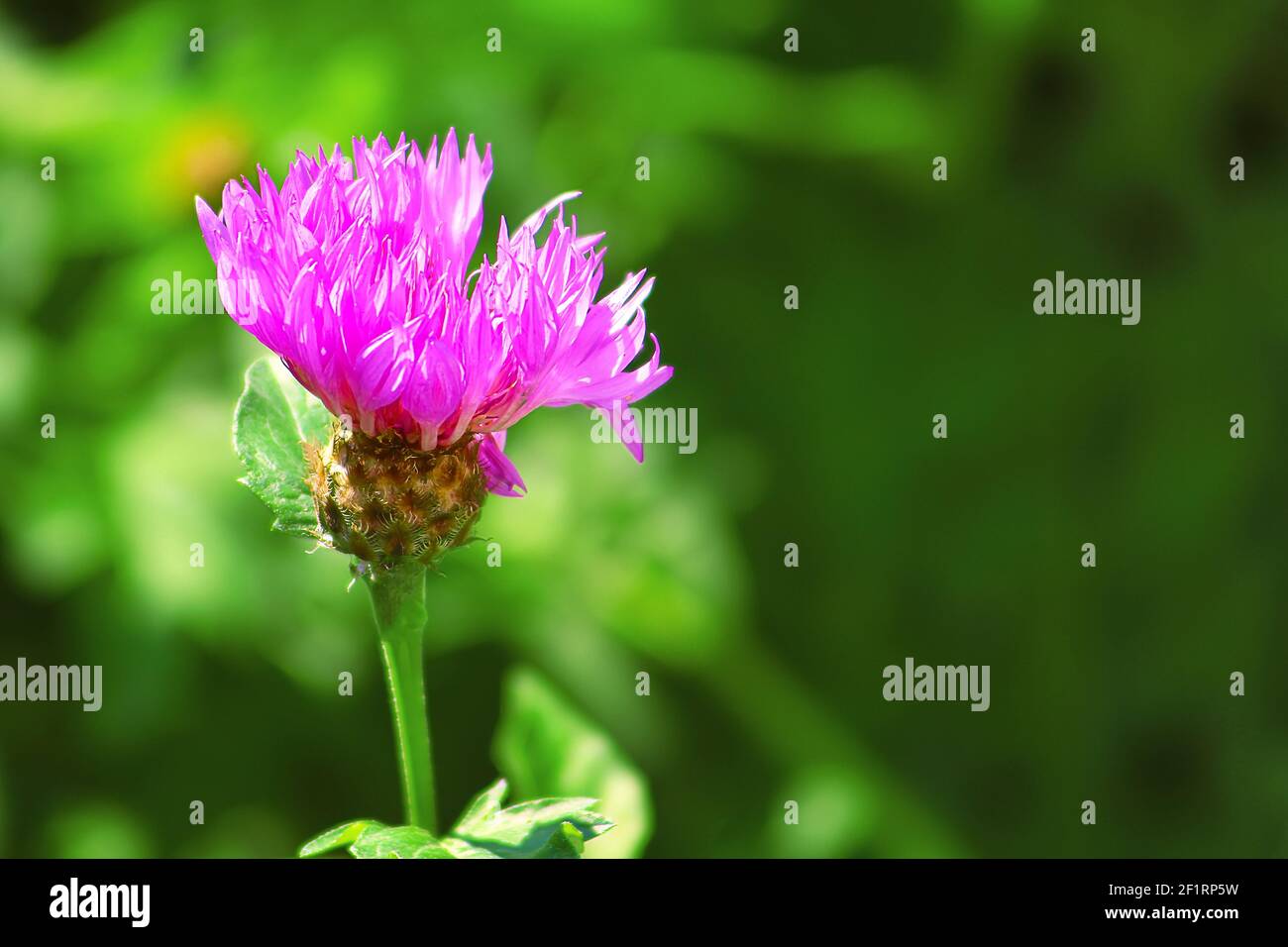 Flowering thistle in the soft light. Close up Stock Photo - Alamy