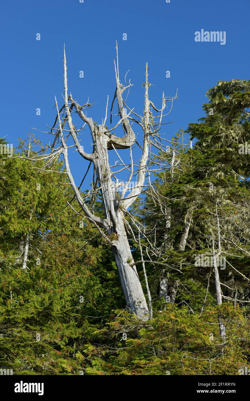 Dead cedar tree hi-res stock photography and images - Alamy