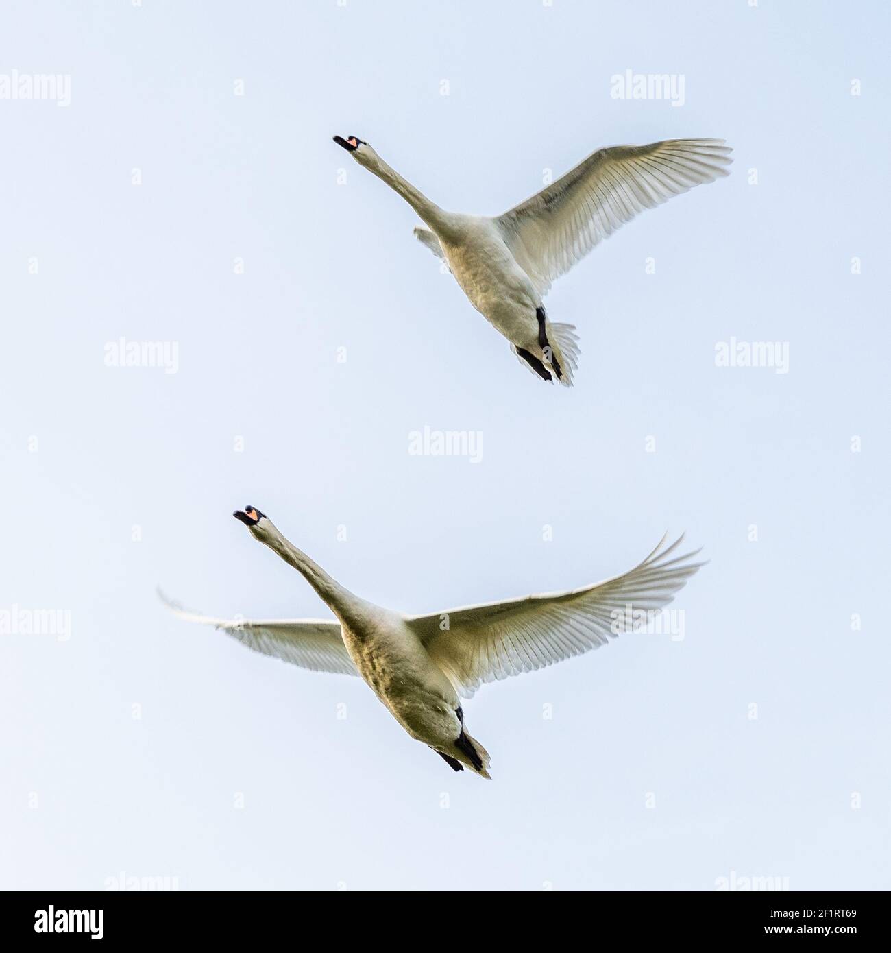 2 swans hi-res stock photography and images - Alamy