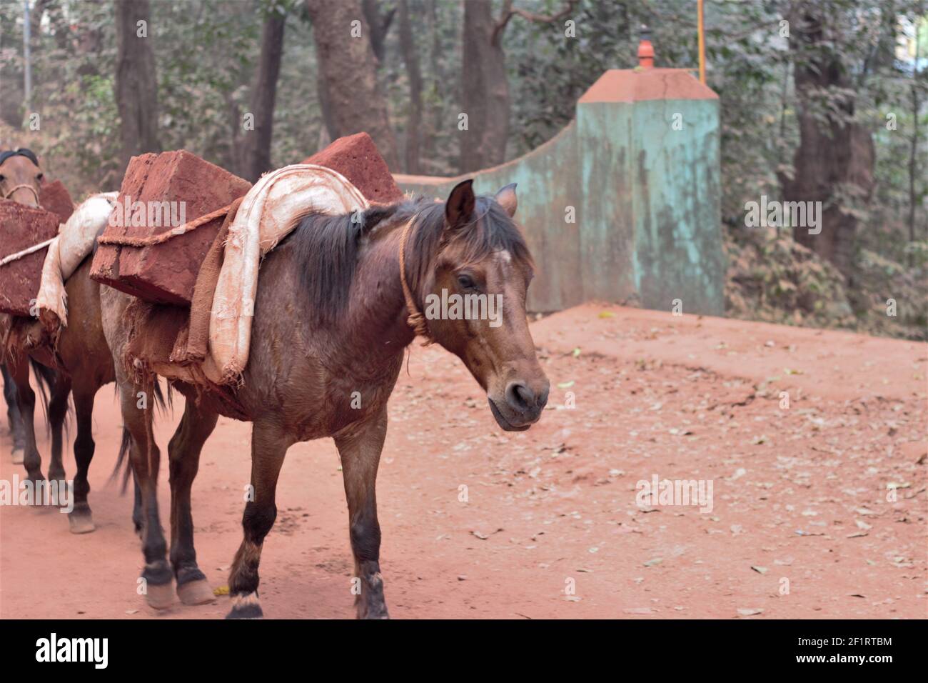 Horse carrying load hi-res stock photography and images - Alamy