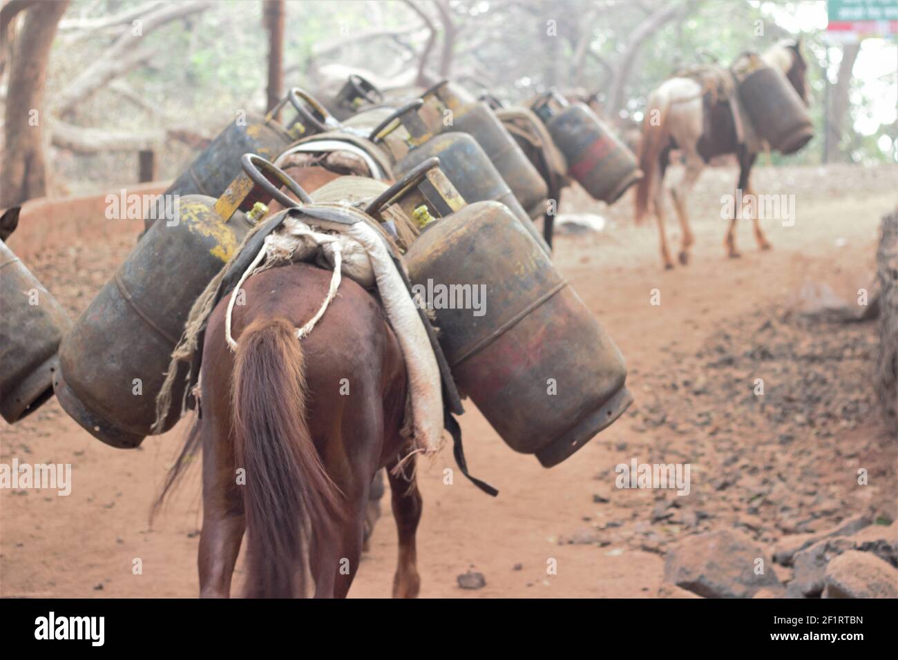 Horse carry hi-res stock photography and images - Alamy