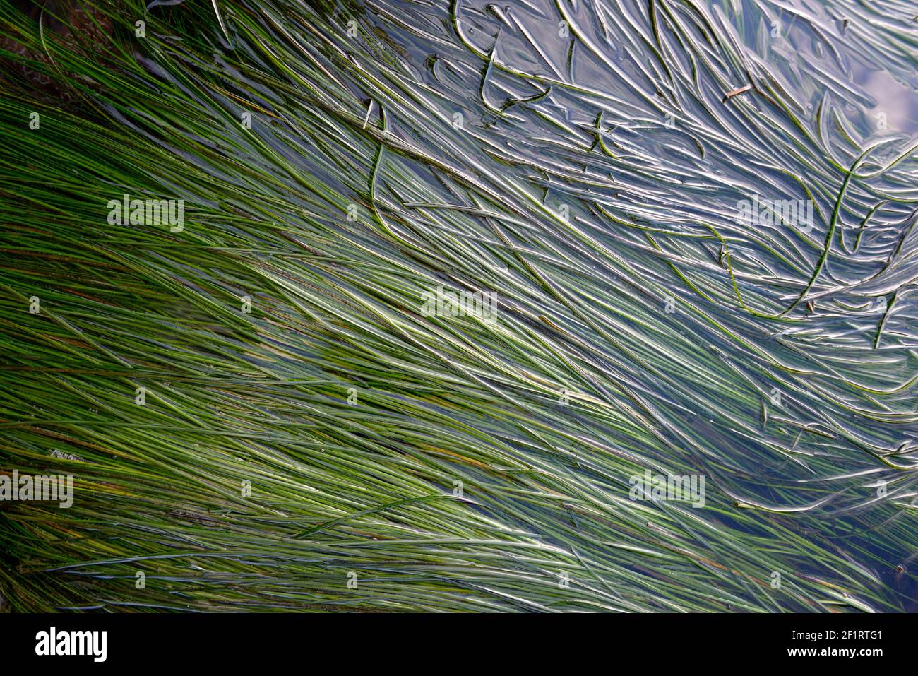 Eel pool hi-res stock photography and images - Alamy