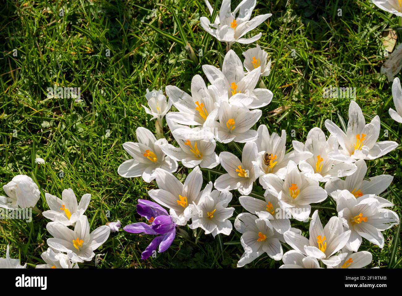 Colourful crocuses catching sunlight in the grass. Photographed in ...