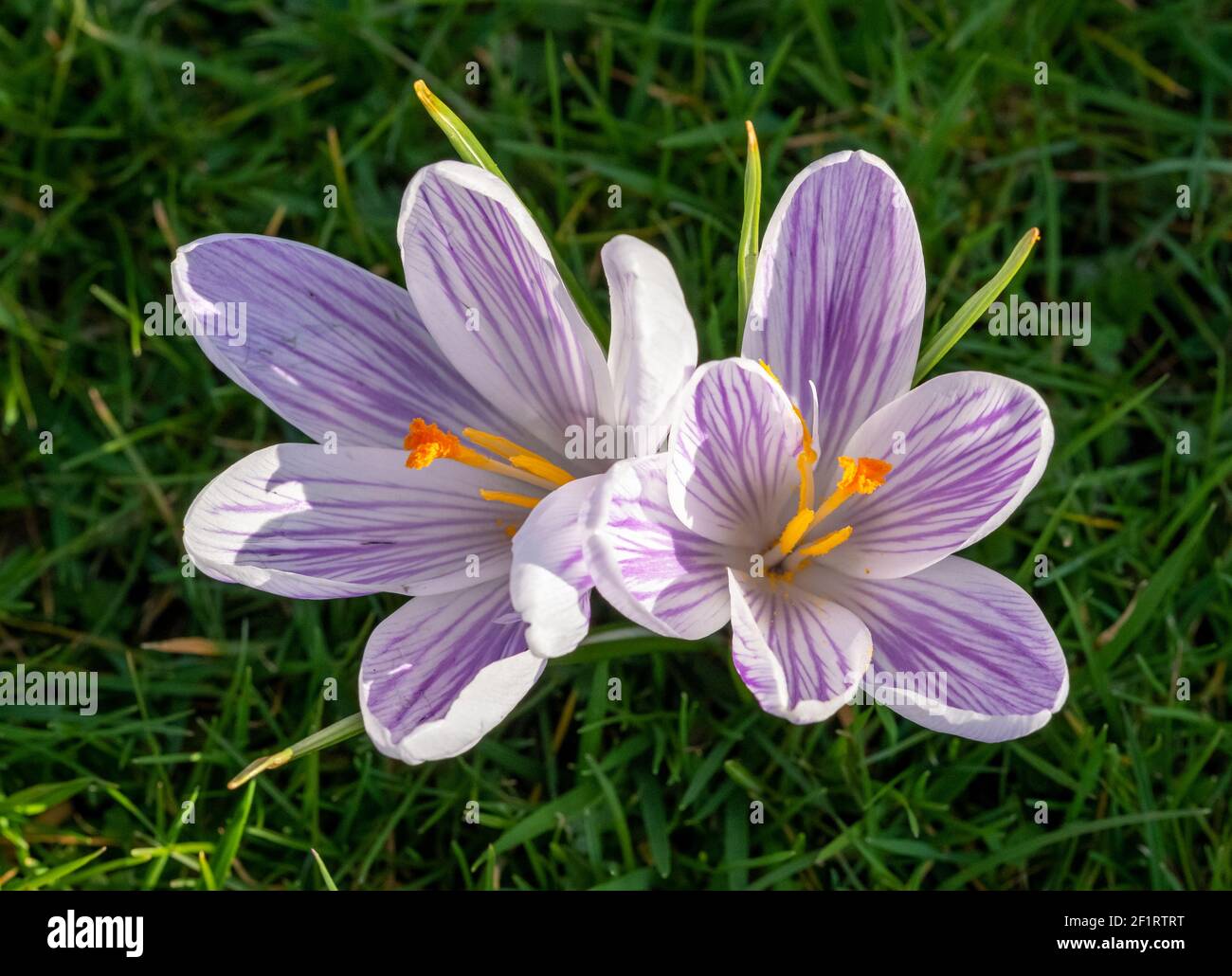 Colourful crocuses catching sunlight in the grass. Photographed in ...