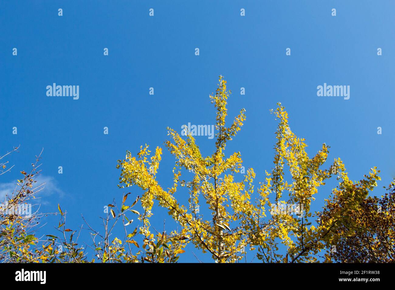 Top part of tree leaves with branches with sky view Stock Photo - Alamy