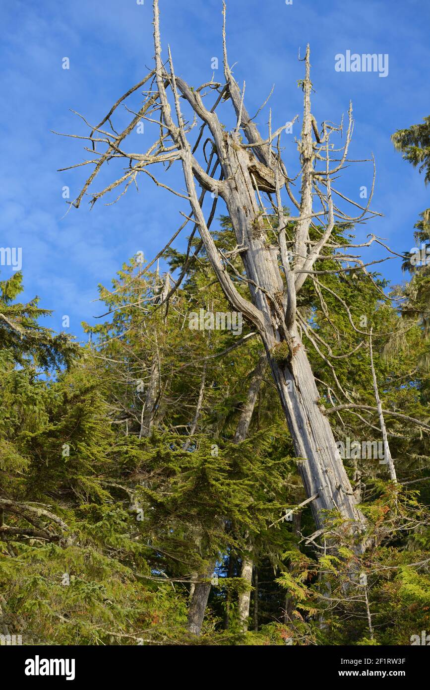 Dead cedar tree snag in the rainforest, Tonquin Beach Stock Photo - Alamy