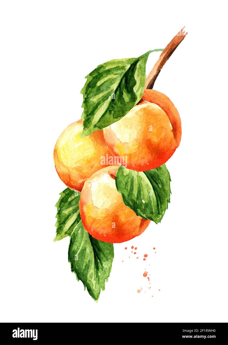 Fresh apricot branch with green leaves isolated on white background ...