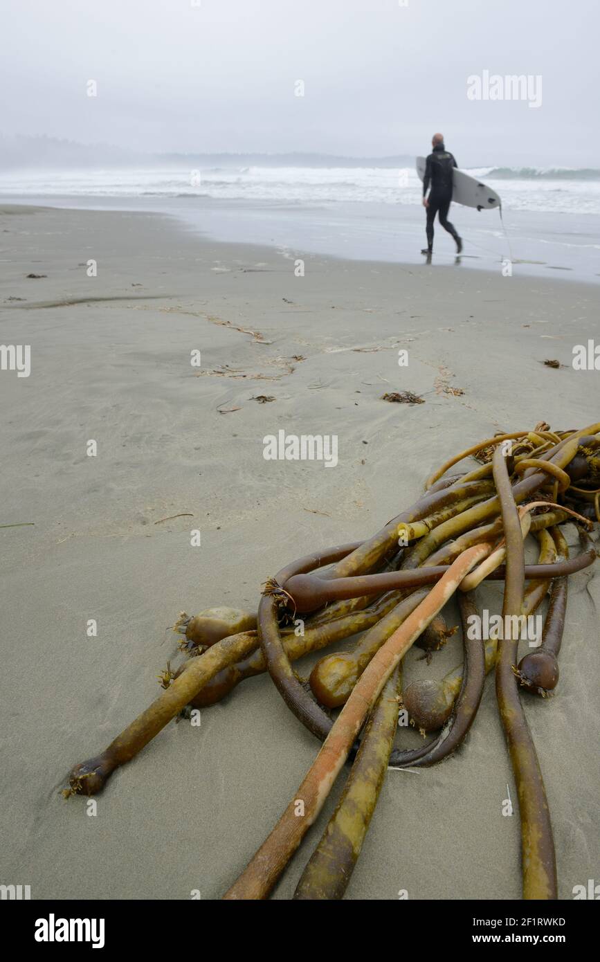 Bull kelp seaweed on beach hi-res stock photography and images - Alamy